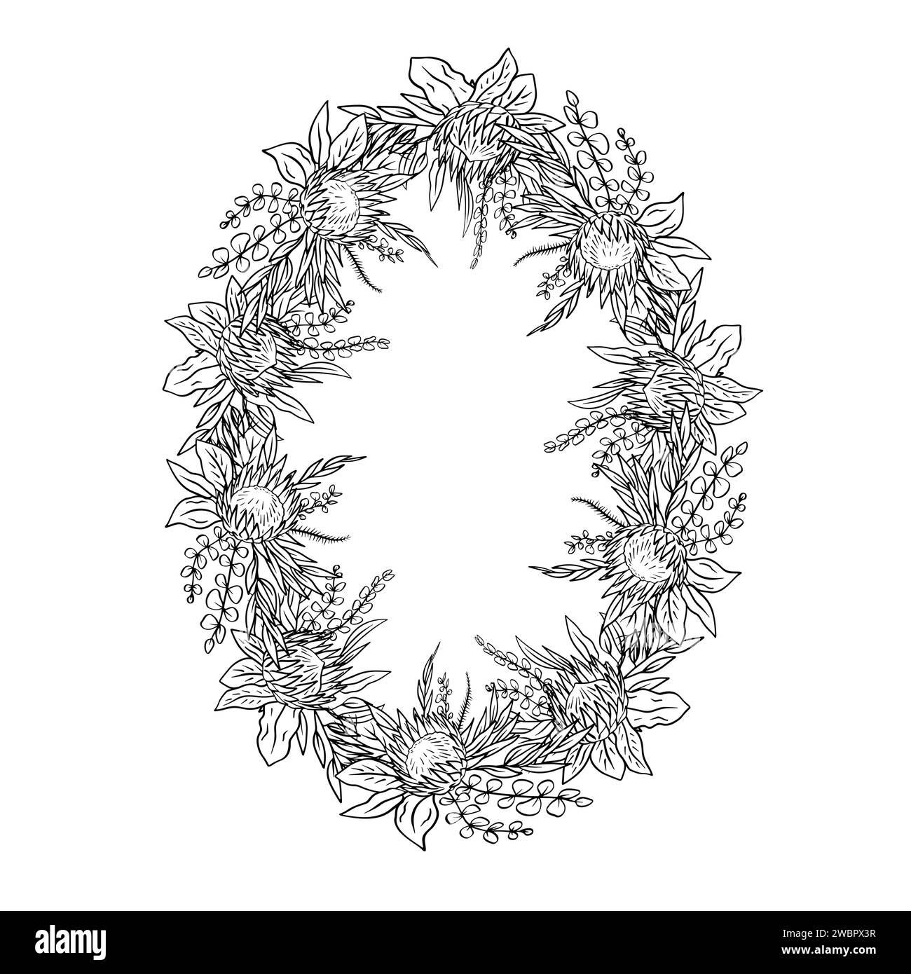 Protea frame Black and White Stock Photos & Images - Alamy