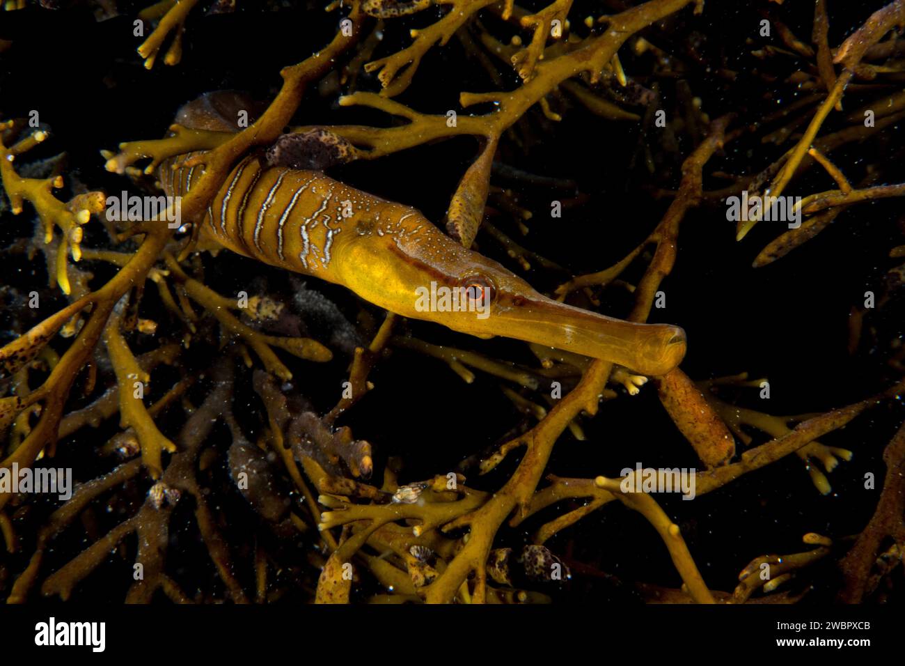 Snake pipefish entelurus aequoreus hi-res stock photography and images ...