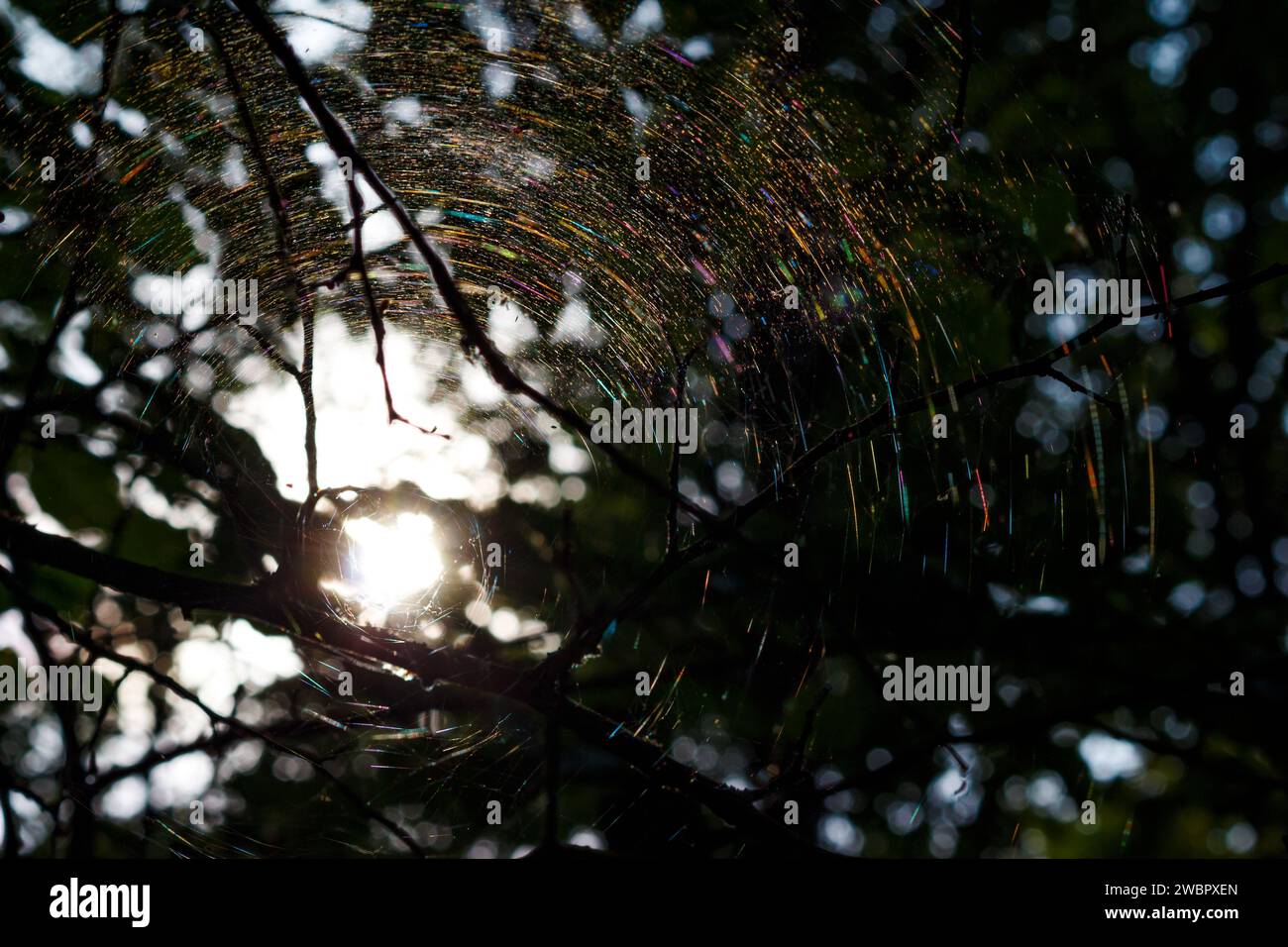 A round rainbow web on the branches of a tree illuminated by the sun ...