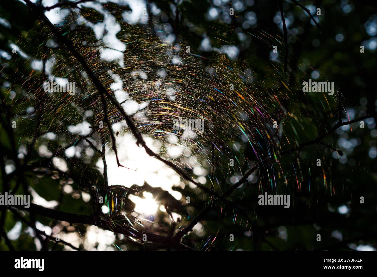 A round rainbow web on the branches of a tree illuminated by the sun ...