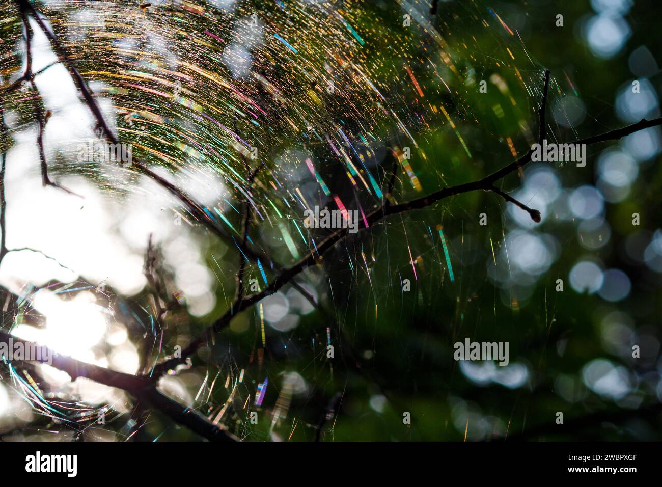 A large rainbow web on the branches of a tree, playing with many colors ...