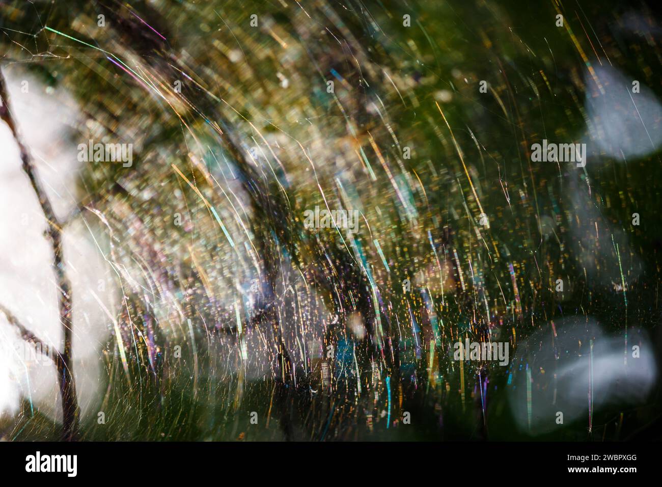 A large rainbow web on the branches of a tree, playing with many colors ...