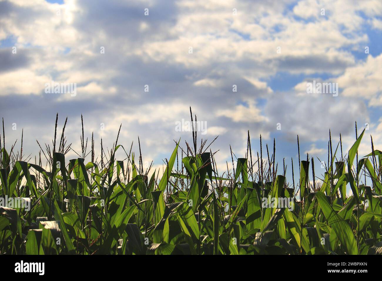 Vibrant cornfield hi-res stock photography and images - Alamy