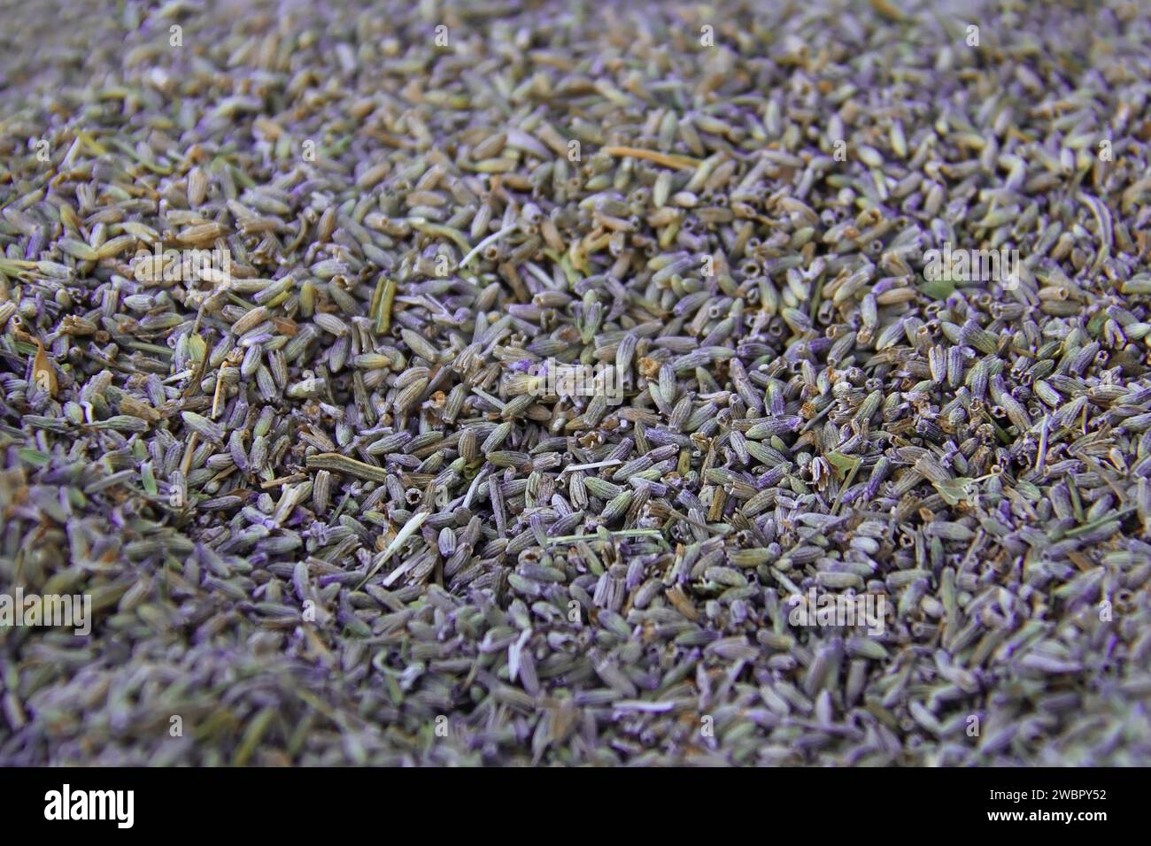 A background of freshly dried lavender seeds Stock Photo - Alamy
