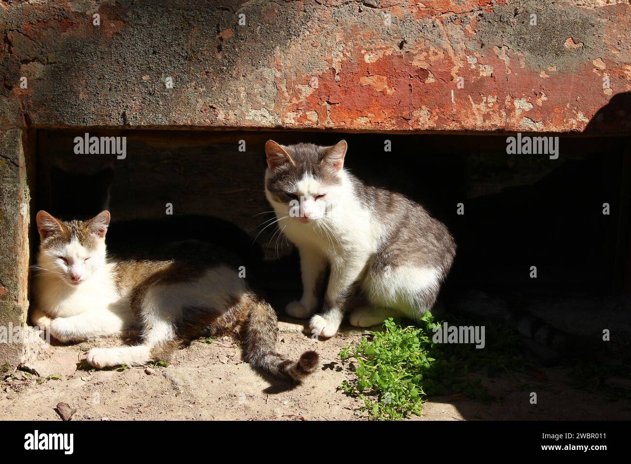 Two yard cats hiding from the sun in a window opening on the ground ...