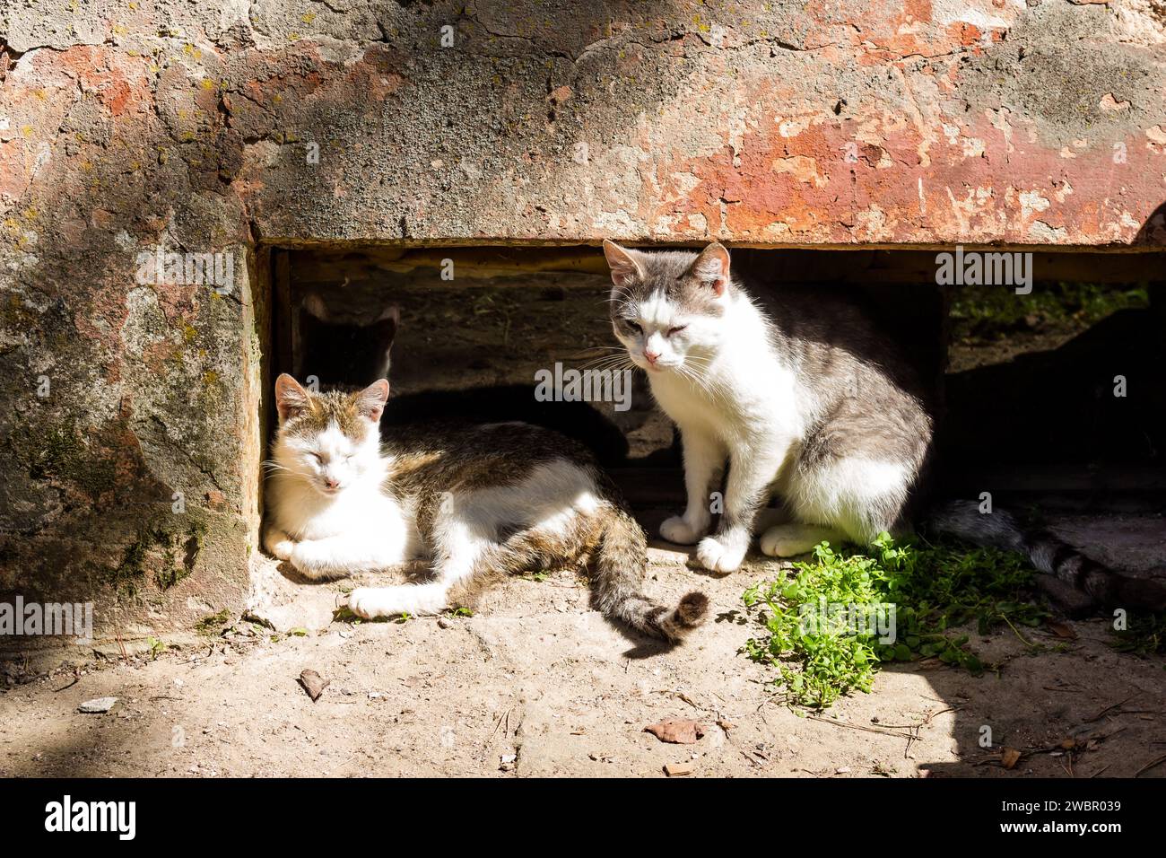 Two yard cats hiding from the sun in a window opening on the ground ...