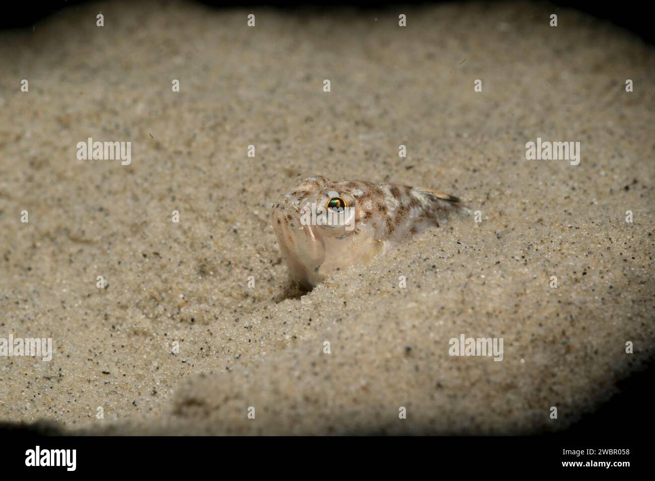 Lesser weeverfish hi-res stock photography and images - Alamy