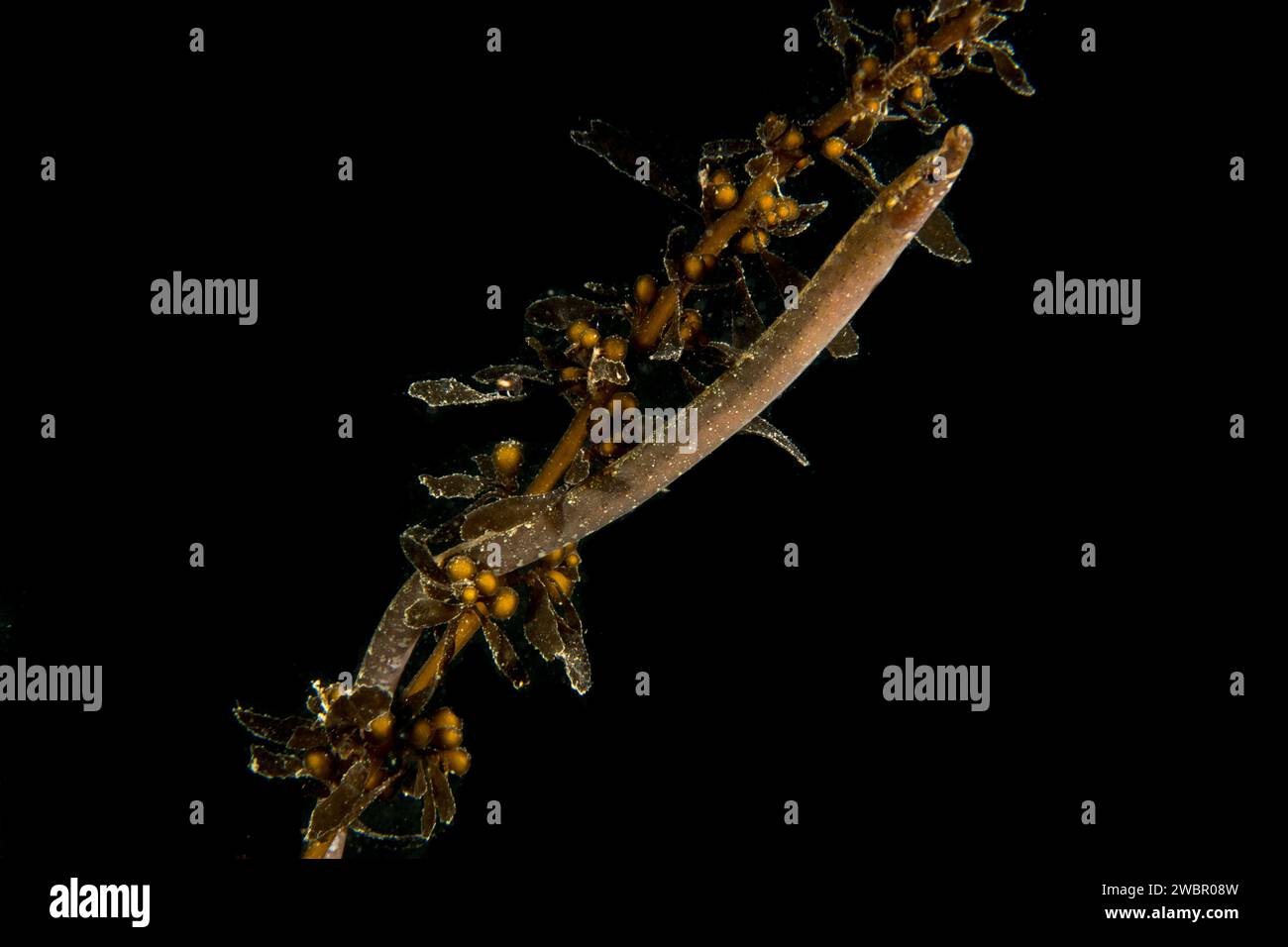 Worm pipefish hi-res stock photography and images - Alamy