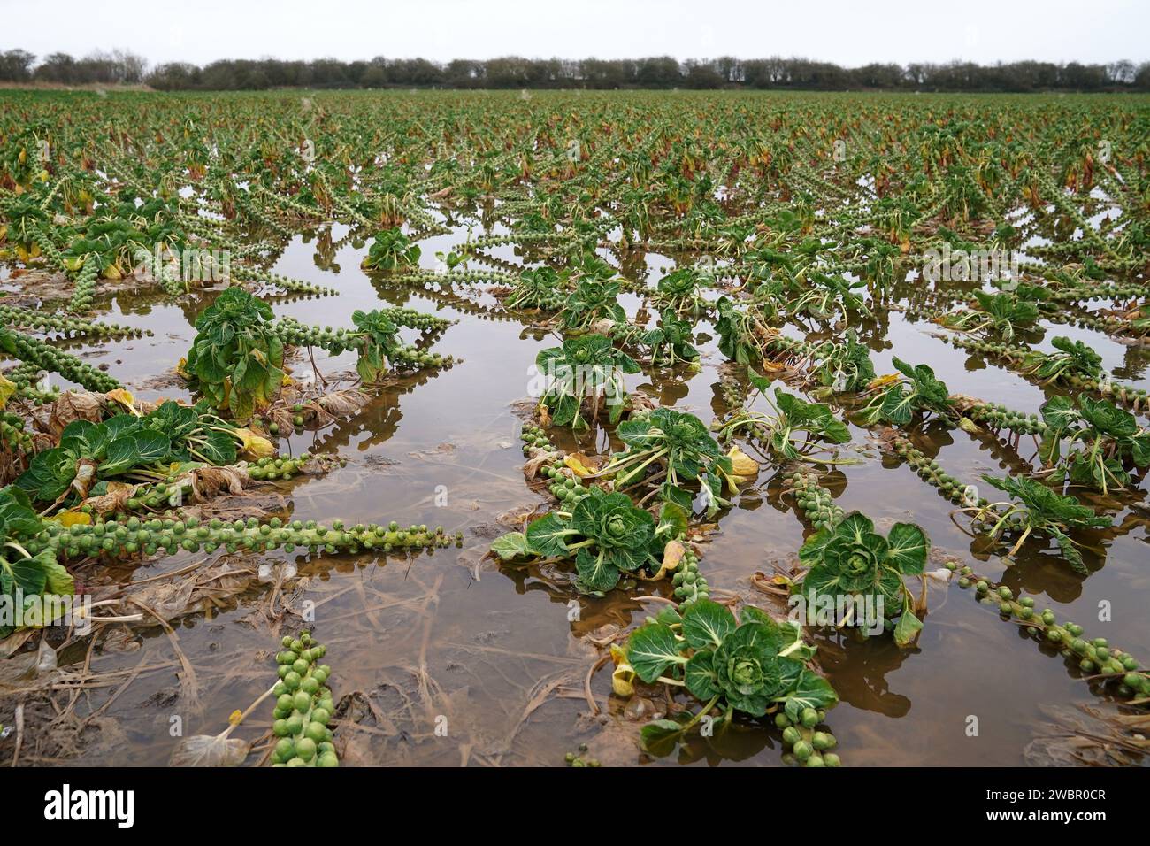 A flooded field of brussels sprouts at TH Clements and Son Ltd near ...
