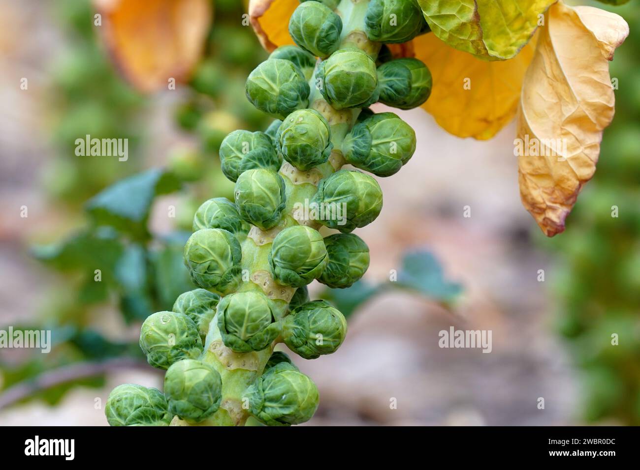 Brussels sprouts growing at TH Clements and Son Ltd near Boston ...