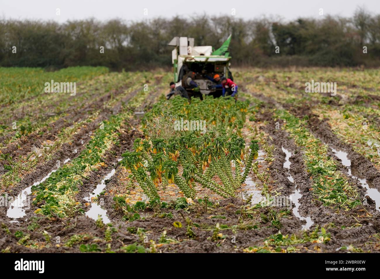 Brussels sprouts are harvested in a flooded field at TH Clements and ...