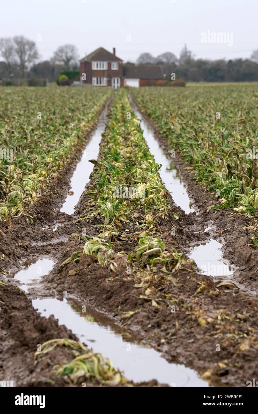Cauliflowers growing in a flooded field at TH Clements and Son Ltd near ...