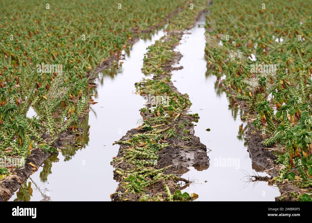 A flooded field of brussels sprouts at TH Clements and Son Ltd near ...