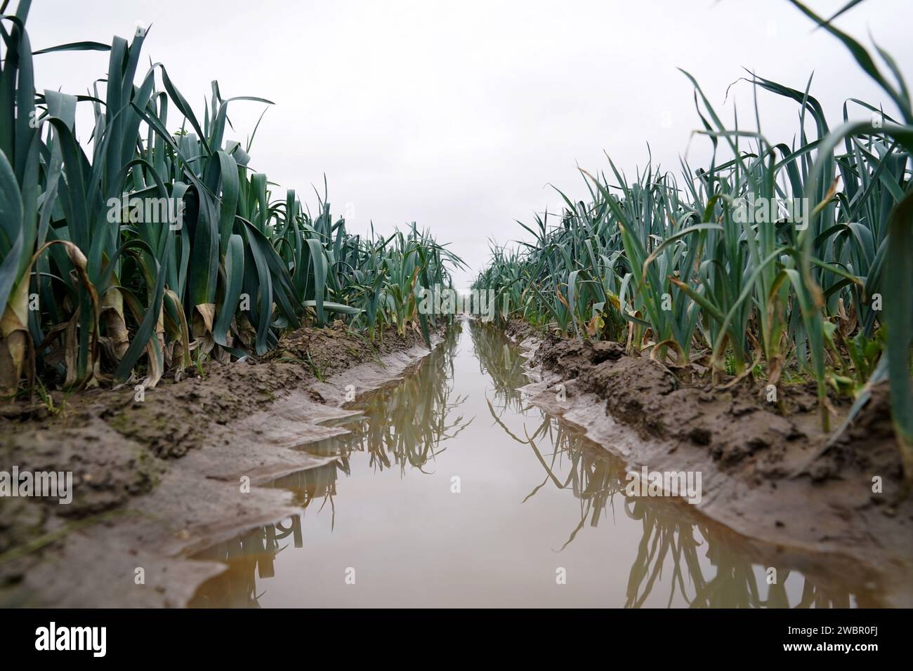 Leeks growing in a flooded field at TH Clements and Son Ltd near Boston ...