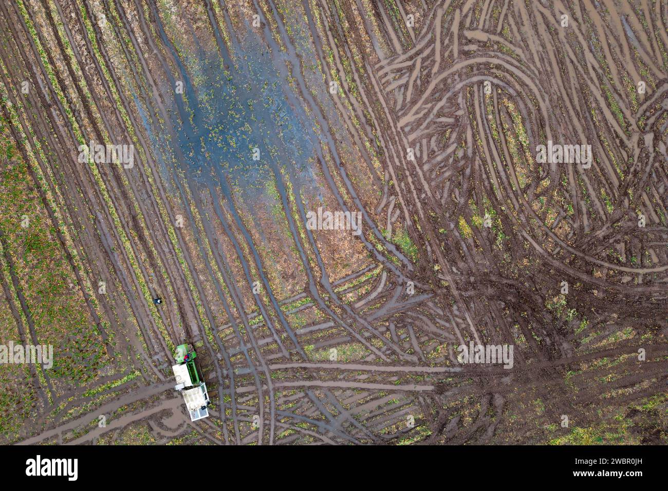 Brussels sprouts are harvested in a flooded field at TH Clements and ...