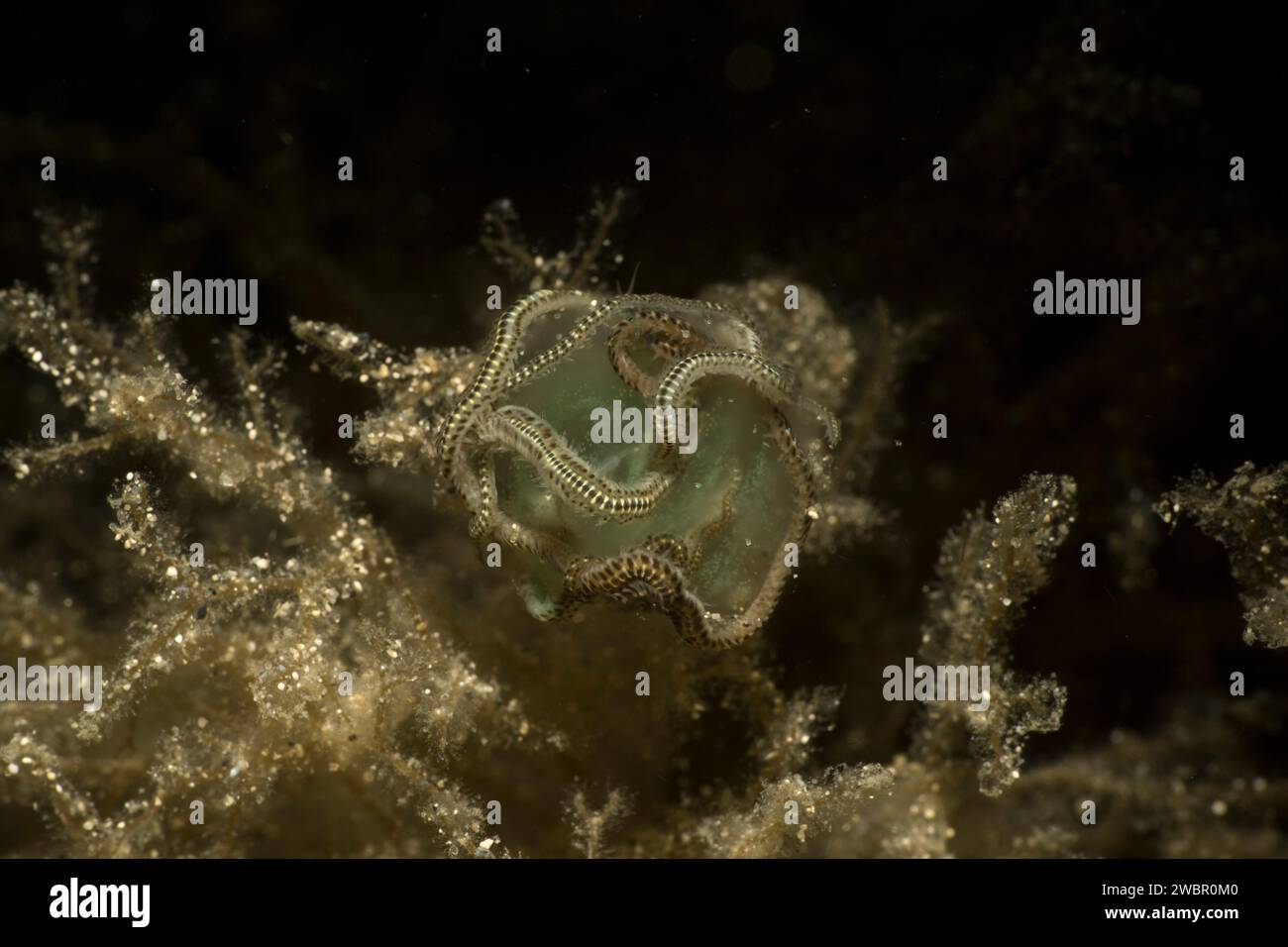 Paddleworm eggmass hi-res stock photography and images - Alamy