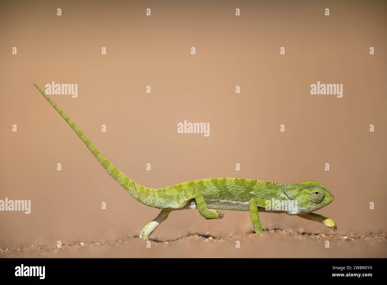 Side view of a flap-necked chameleon walking on open ground Stock Photo ...