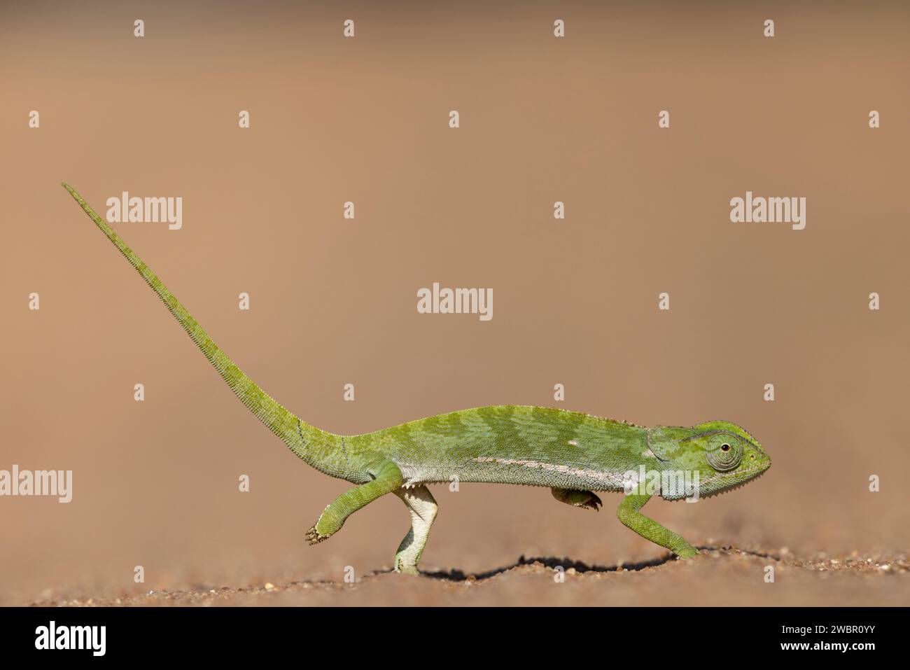Side view of a flap-necked chameleon walking on open ground Stock Photo ...