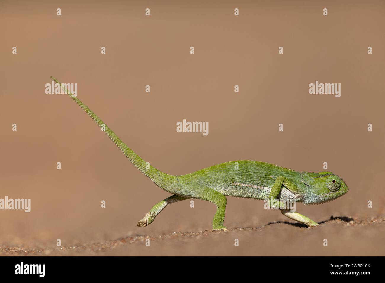 Side view of a flap-necked chameleon walking on open ground Stock Photo ...