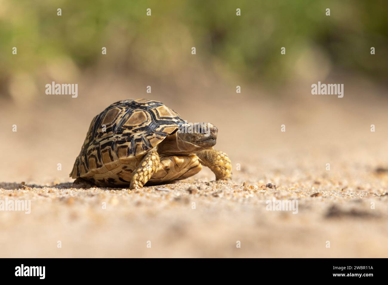Leopard tortoise on ground hi-res stock photography and images - Alamy
