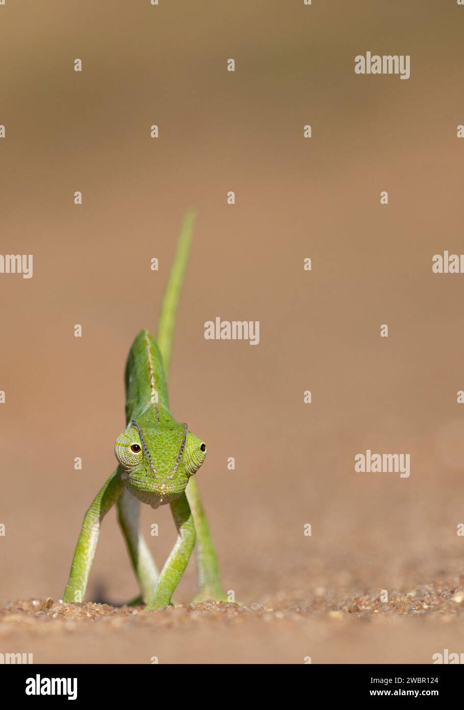 Head-on view of a flap-necked chameleon walking on open ground - one ...