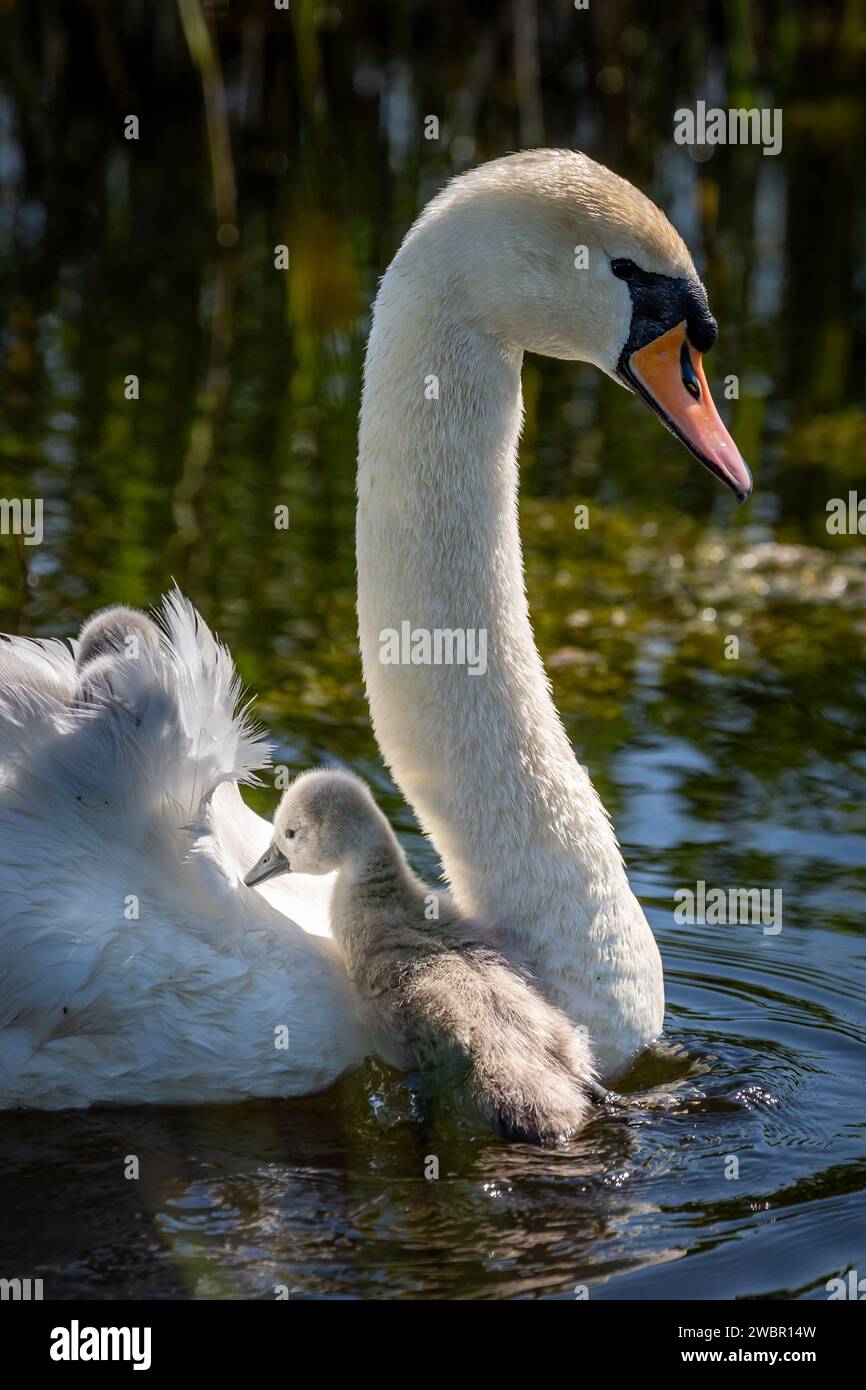 A close up of a mute swan and cygnets riding on her back, in the spring ...