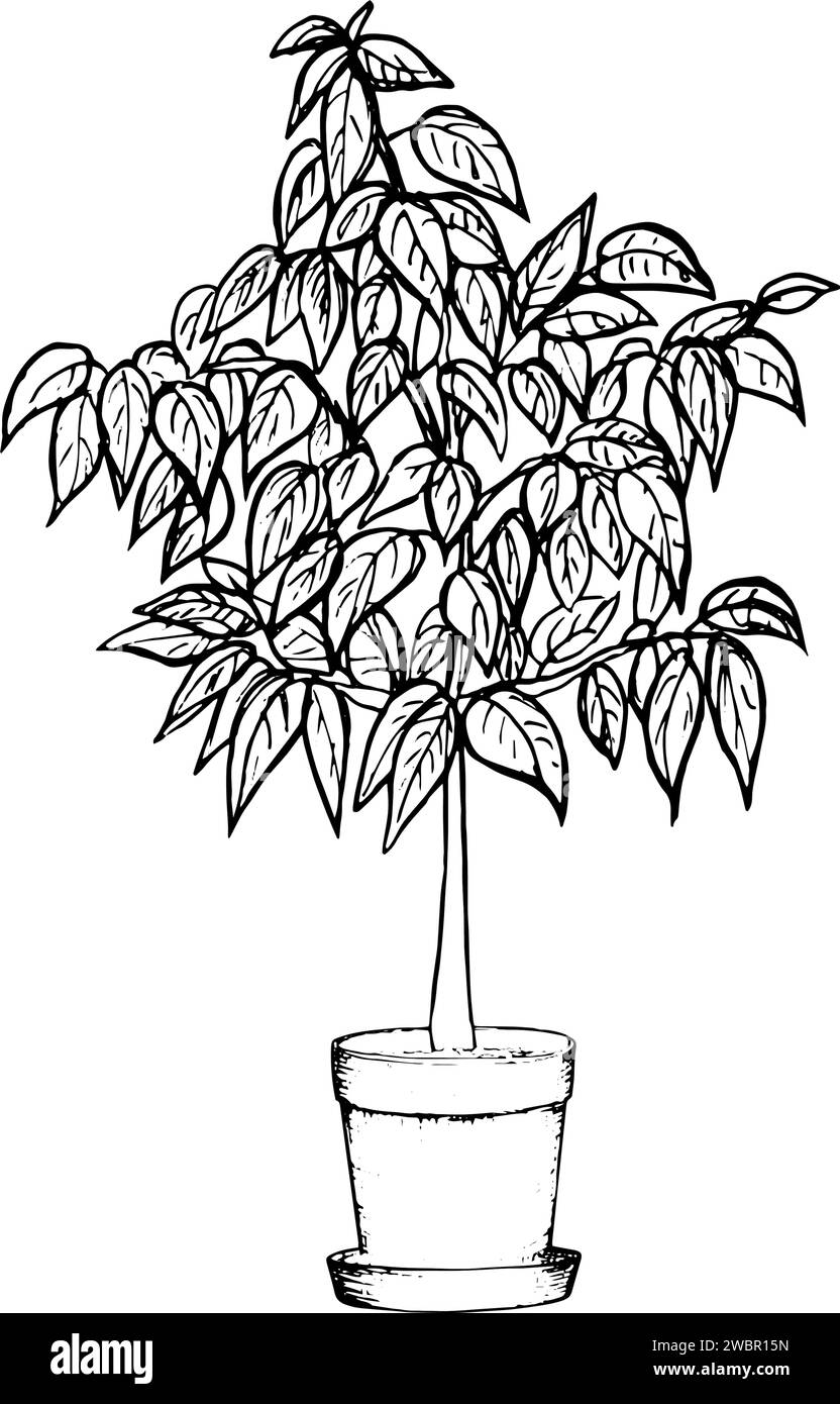 Vector graphic illustration of an avocado tree in a large flower pot ...