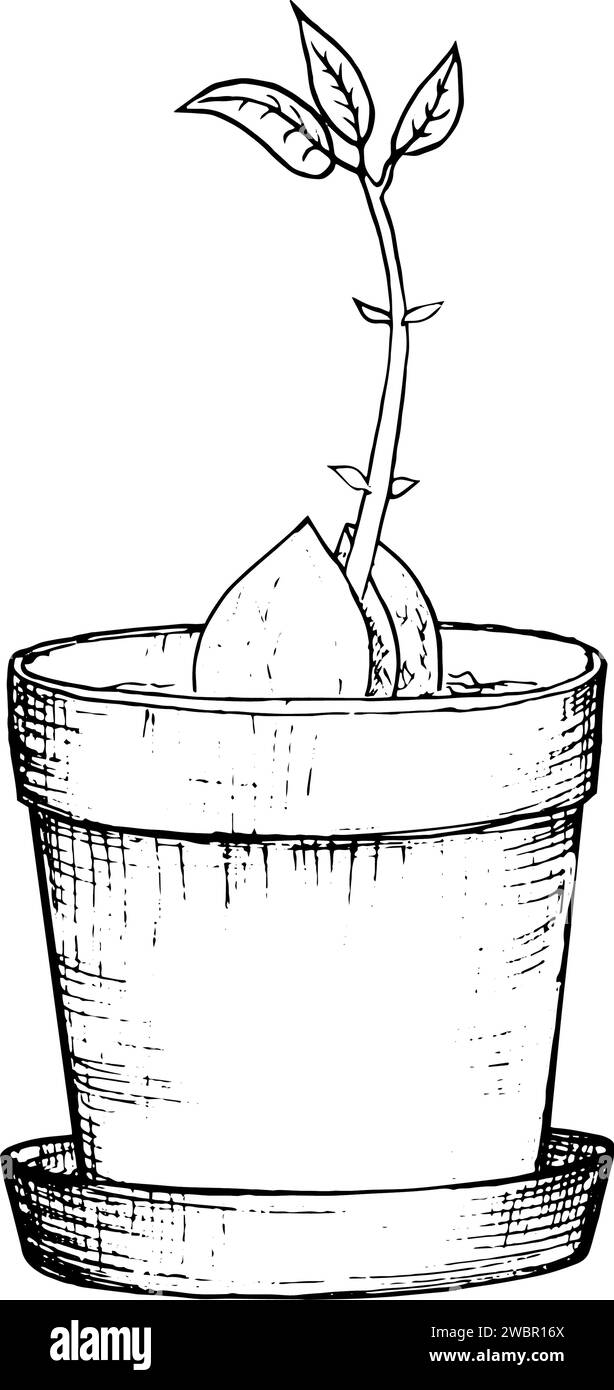 Vector illustration, hand drawn avocado seeds in a glass of water for ...