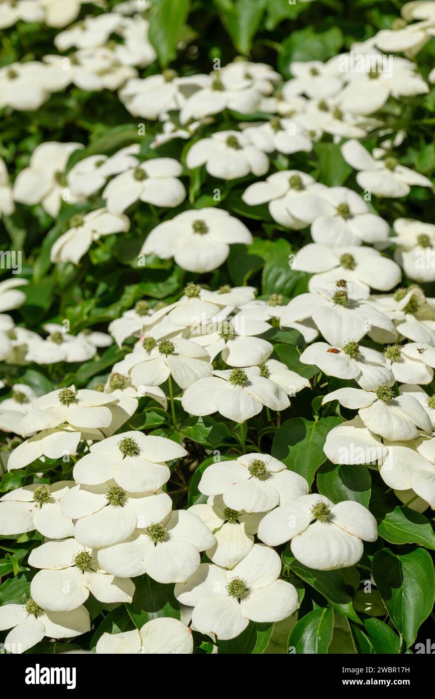 Cornus kousa chinensis wisley queen hi-res stock photography and images ...