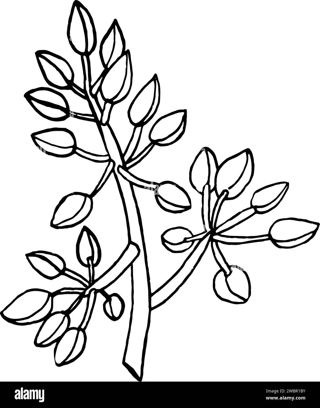 Vector sketch of flowering avocado twigs.Black and white hand drawing ...