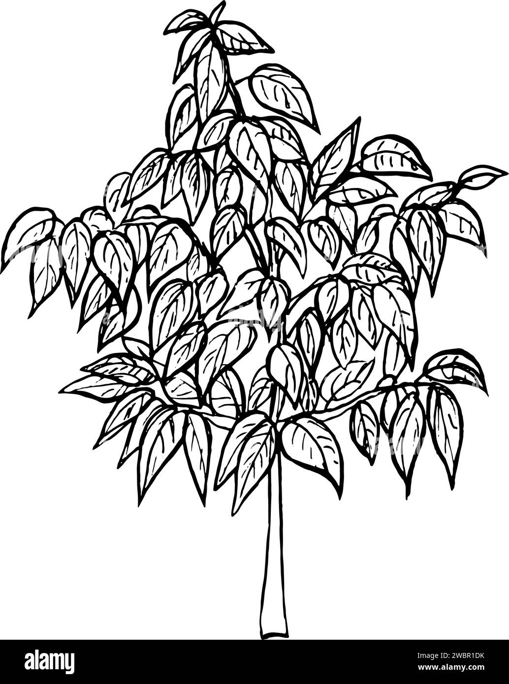 Vector graphic illustration of an avocado tree in a large flower pot ...