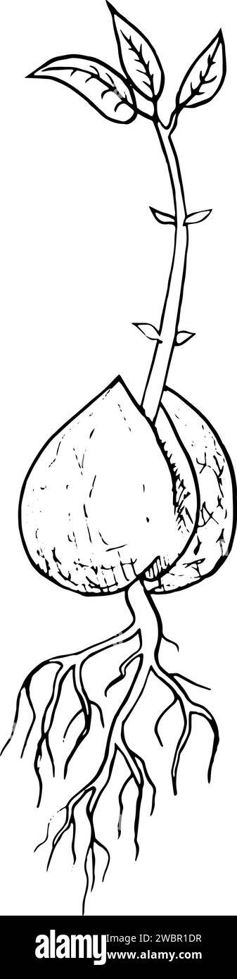 Vector illustration, hand drawn avocado seeds in a glass of water for ...