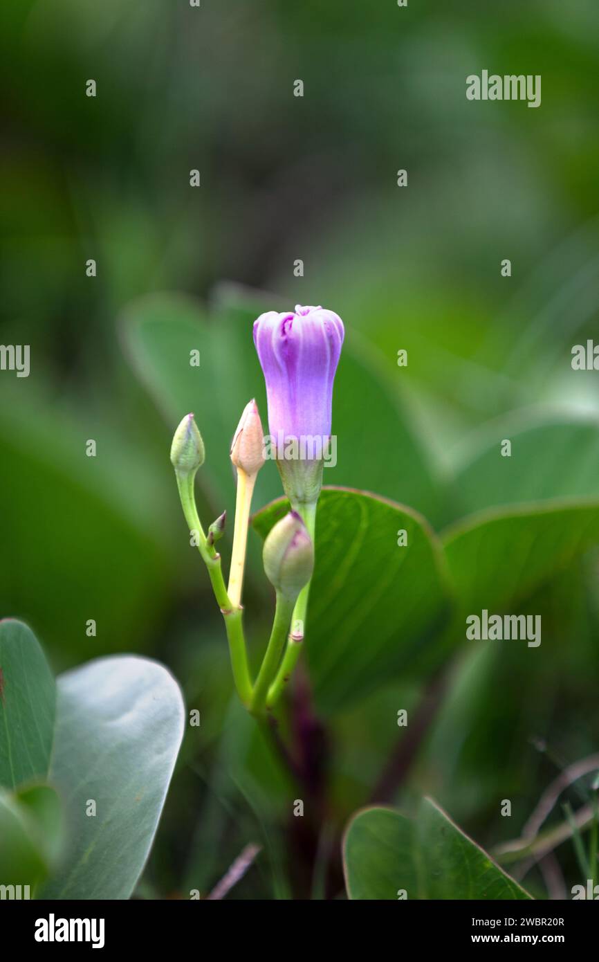 Ipomoea pes-caprae, also known as bayhops, beach morning glory or goat ...