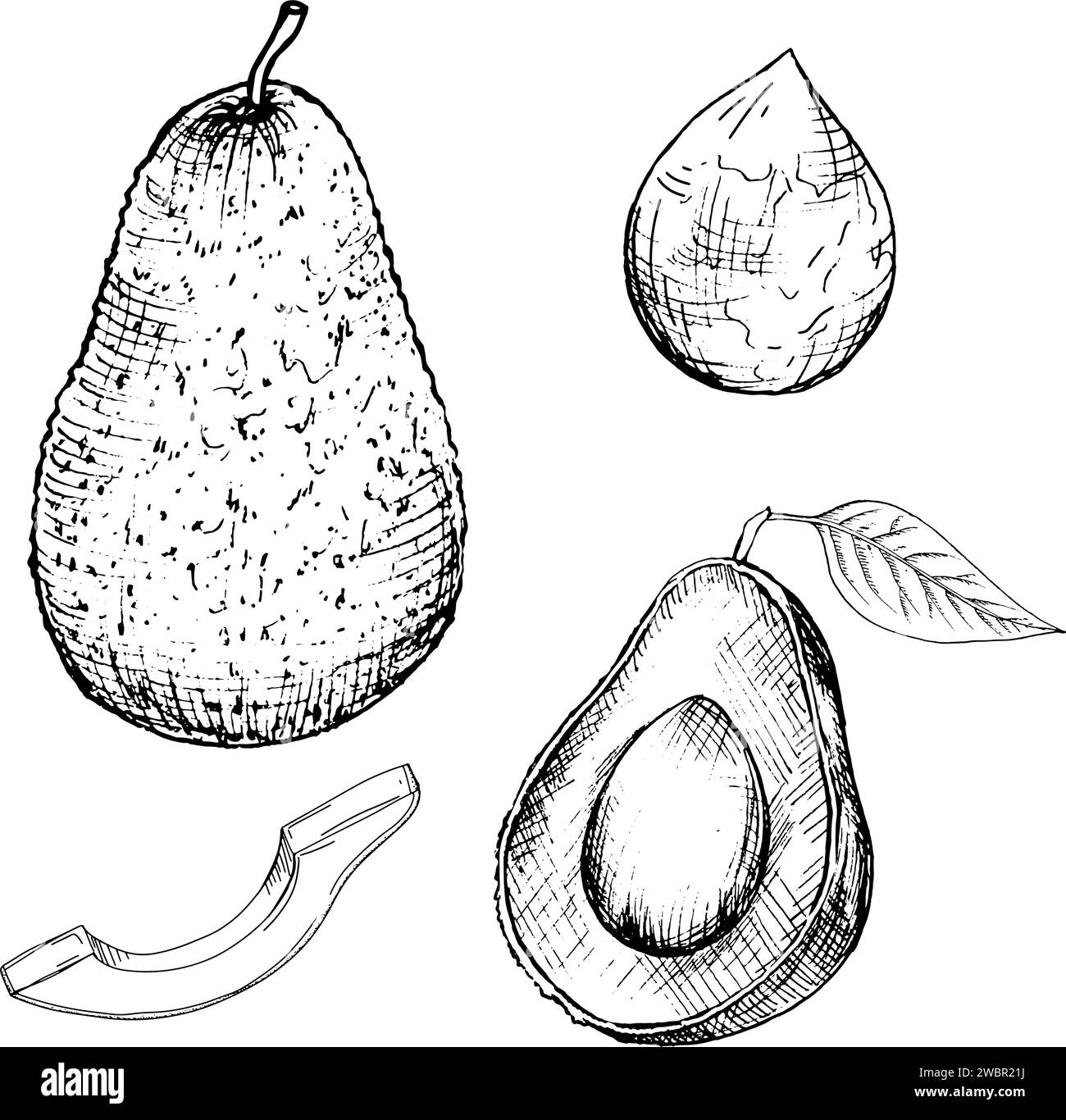 graphic vector image of whole avocado fruit, avocado halves, pieces ...