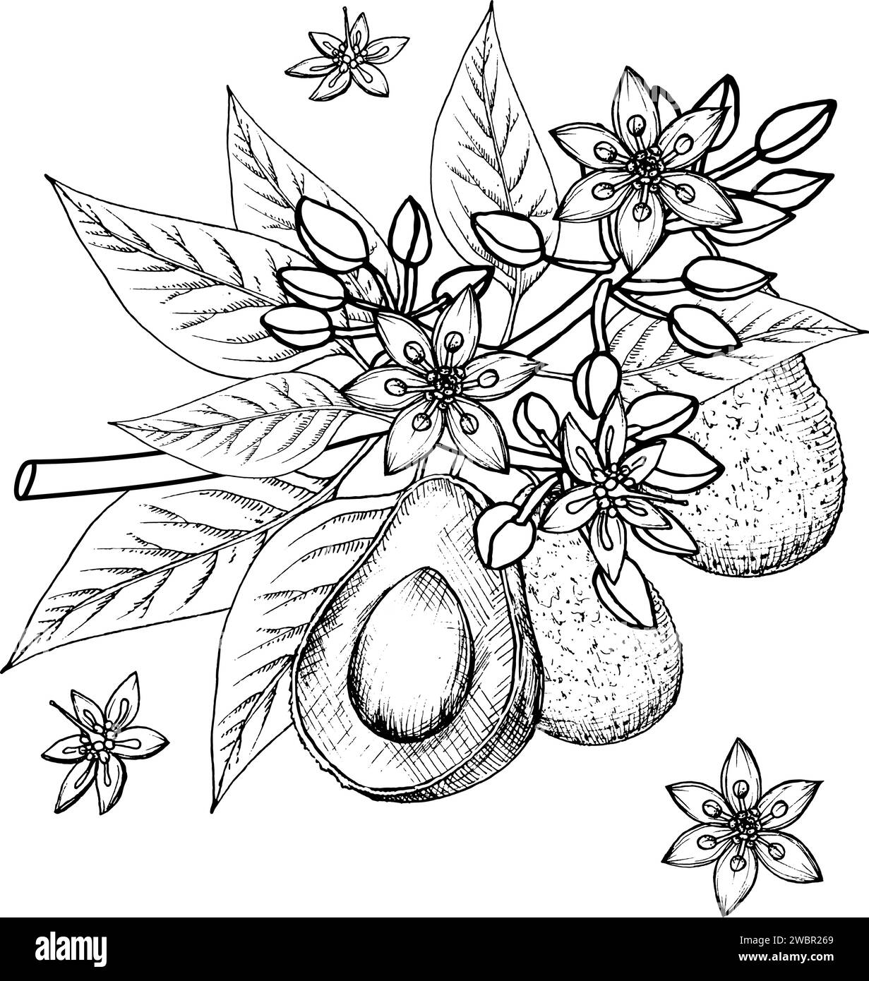 Vector sketch of flowering avocado twigs with avocado fruits.Black and ...