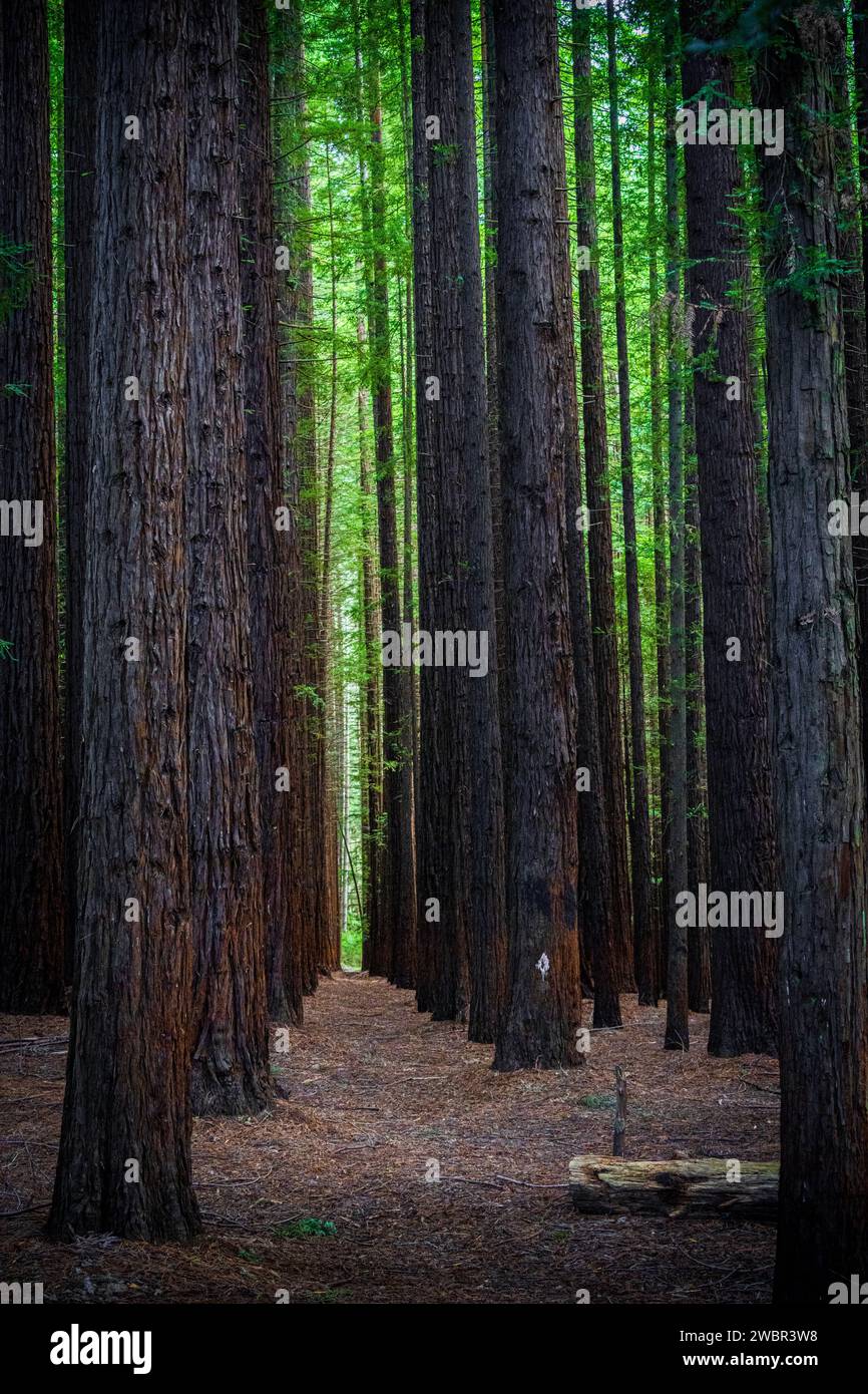Redwoods pine trees hi-res stock photography and images - Alamy