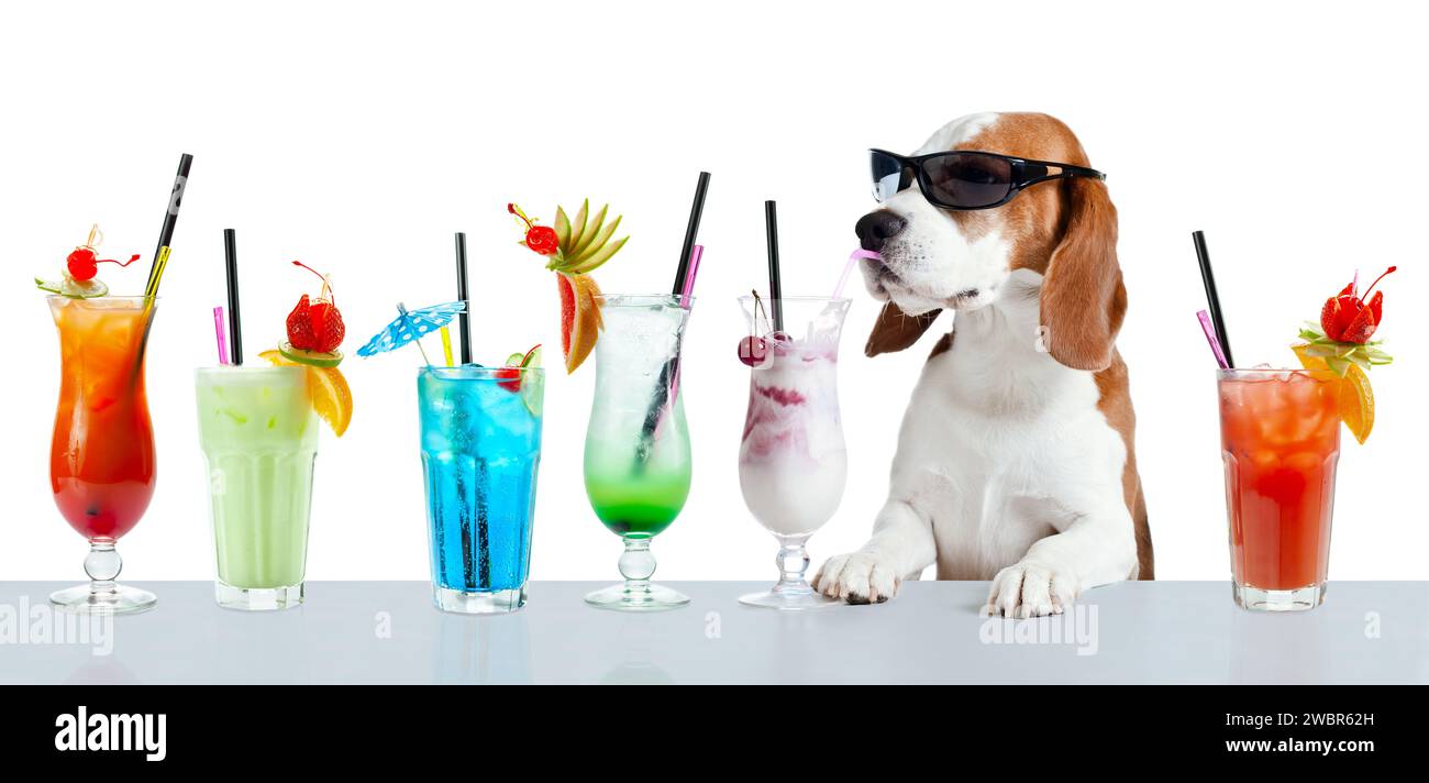 Beagle in sunglasses drink cocktail. Cute dog with cocktails isolated ...