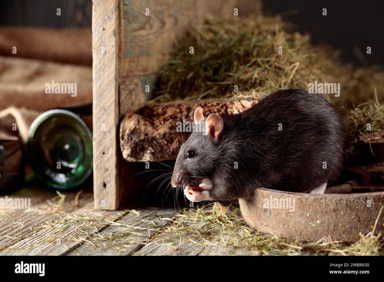 Cute rat in an old wooden barn with hay Stock Photo - Alamy