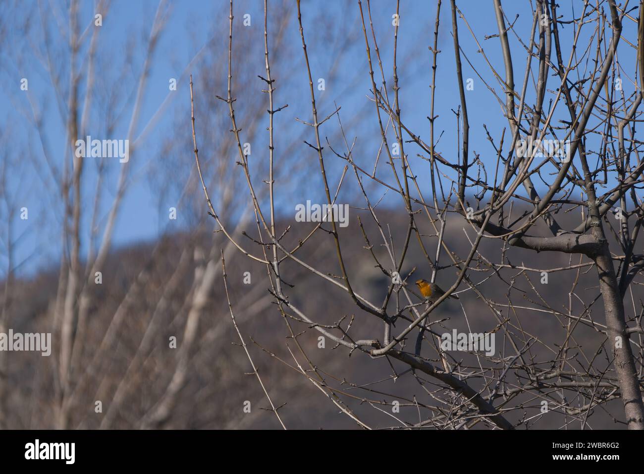 robin Erithacus rubecula bird on branch wild in mountain environment ...