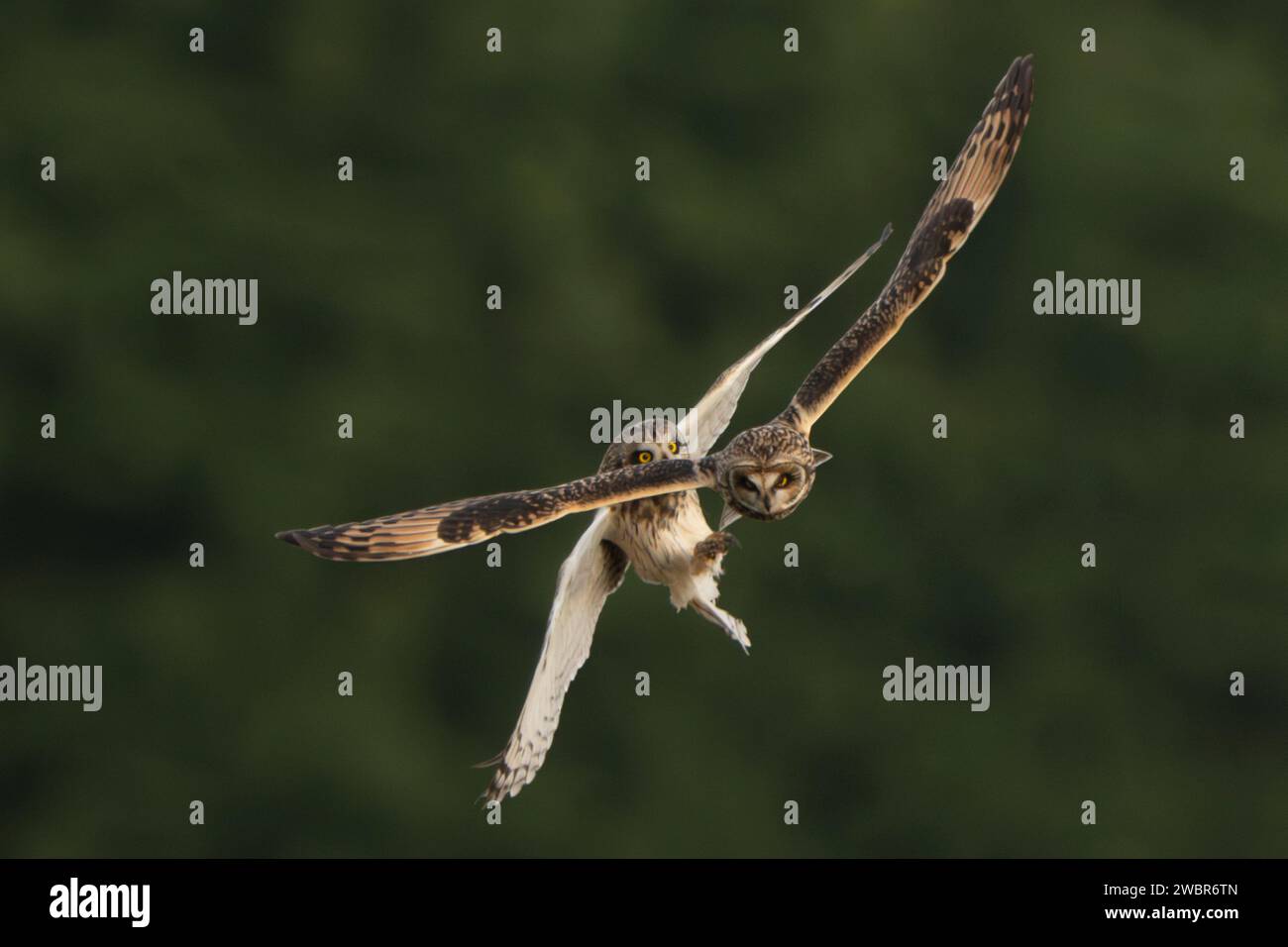 Owl ready to attack the other one UK DRAMATIC images show two short ...