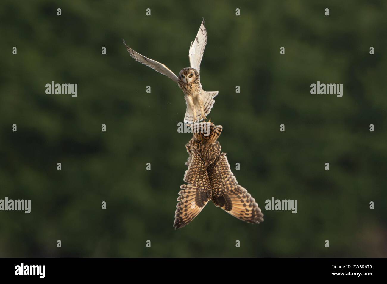 Owl mid-air battle UK DRAMATIC images show two short-eared owls having ...