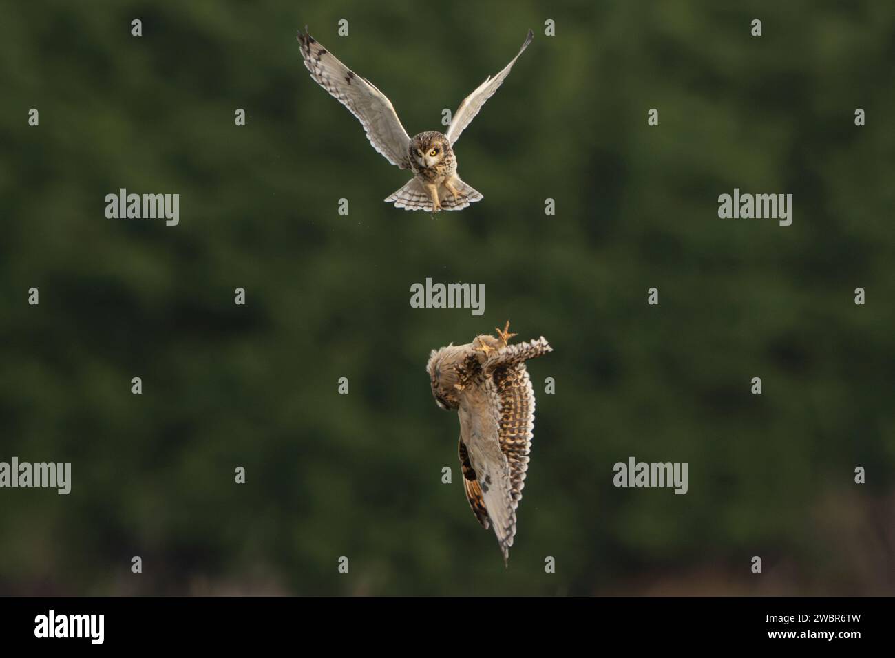 The other owl is hurt and almost falls UK DRAMATIC images show two ...