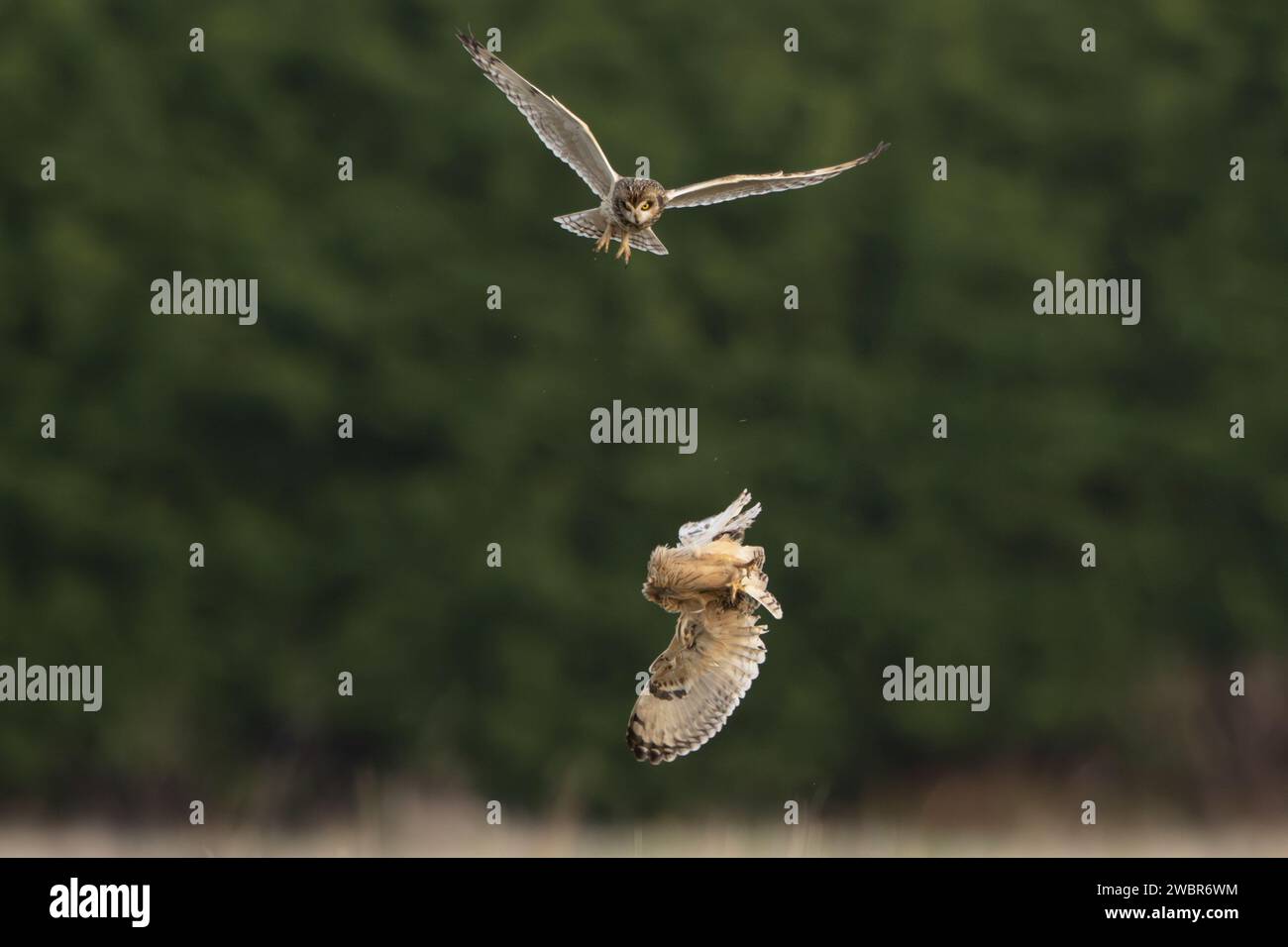 It regains its balance and flies away UK DRAMATIC images show two short ...