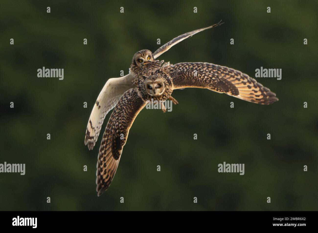 Claws latched to the back of the other one UK DRAMATIC images show two ...