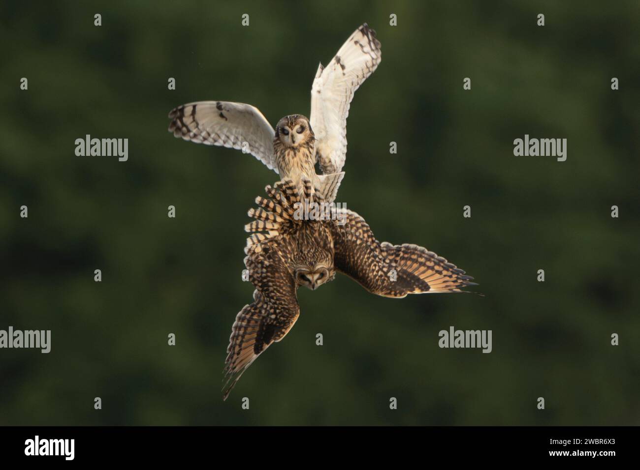 Owl attacking to drive the other one out of its territory UK DRAMATIC ...