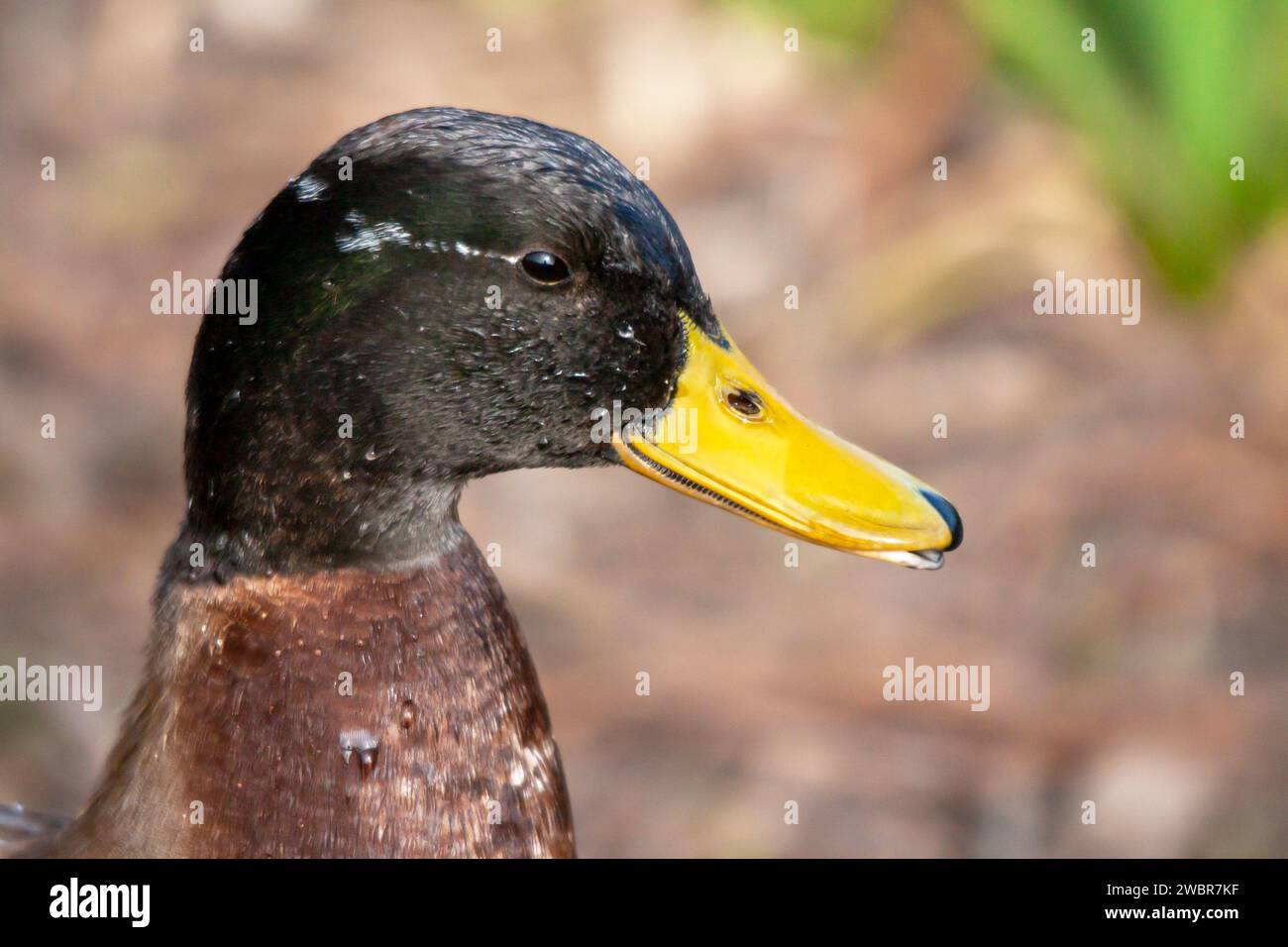 Single mallard duck swimming on pond hi-res stock photography and ...