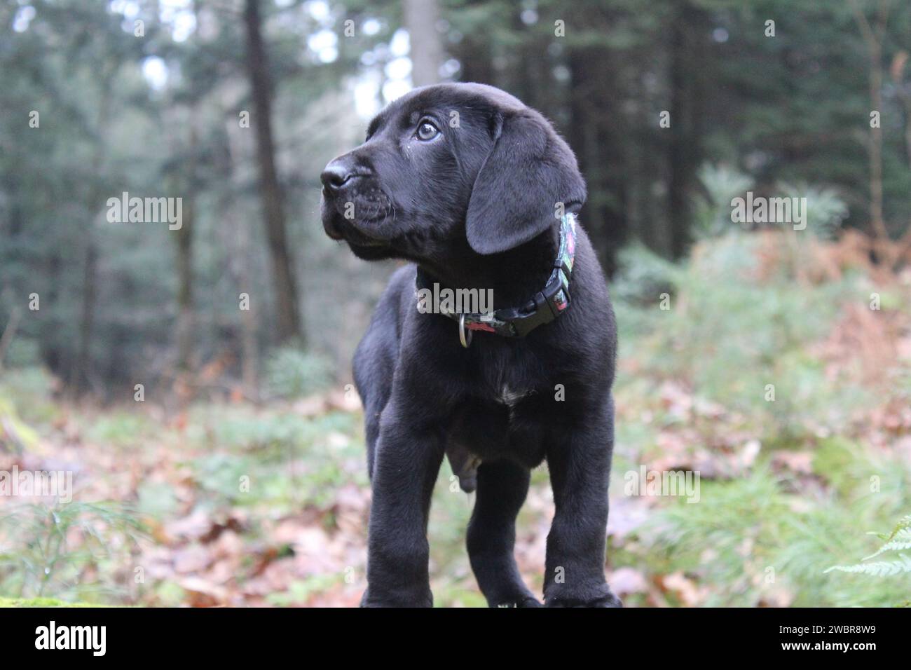 A Silver Lab, bluetick coonhound mix puppy taking a warm winter walk in ...