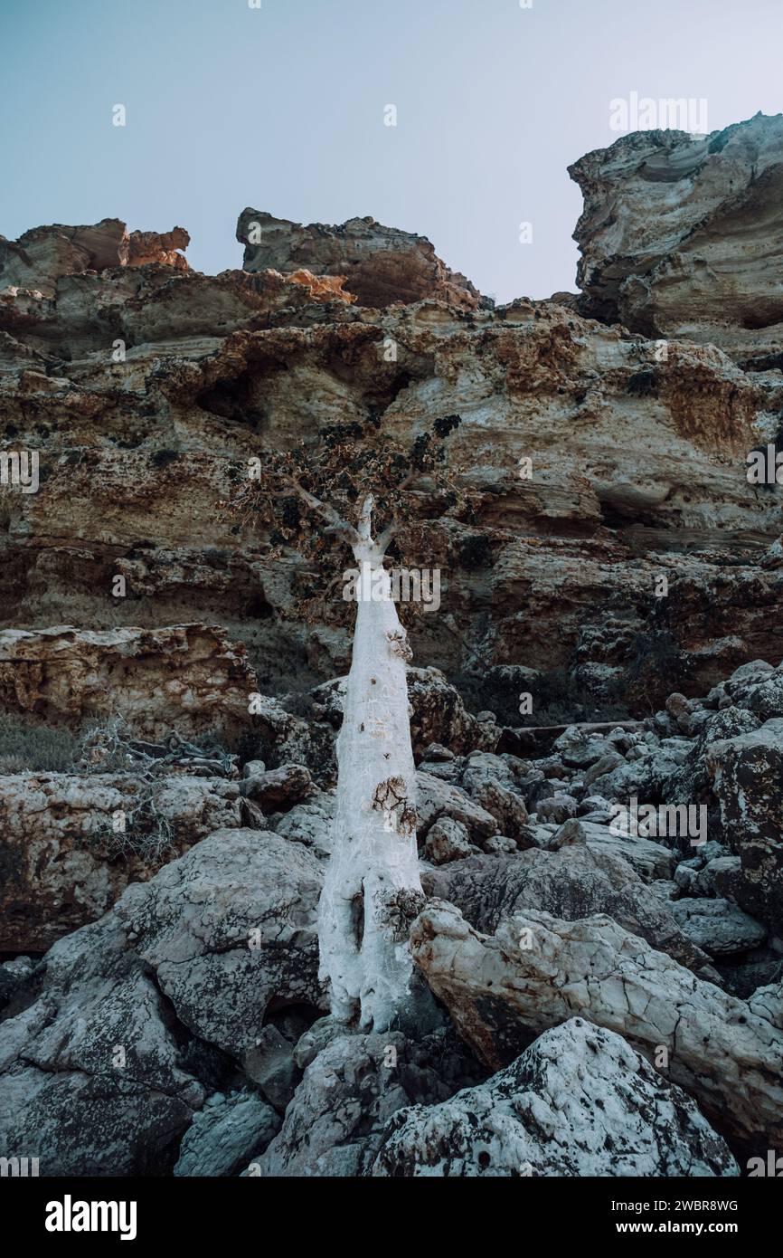 A unique tree growing amidst rocky terrain at Shoab Beach, Socotra ...