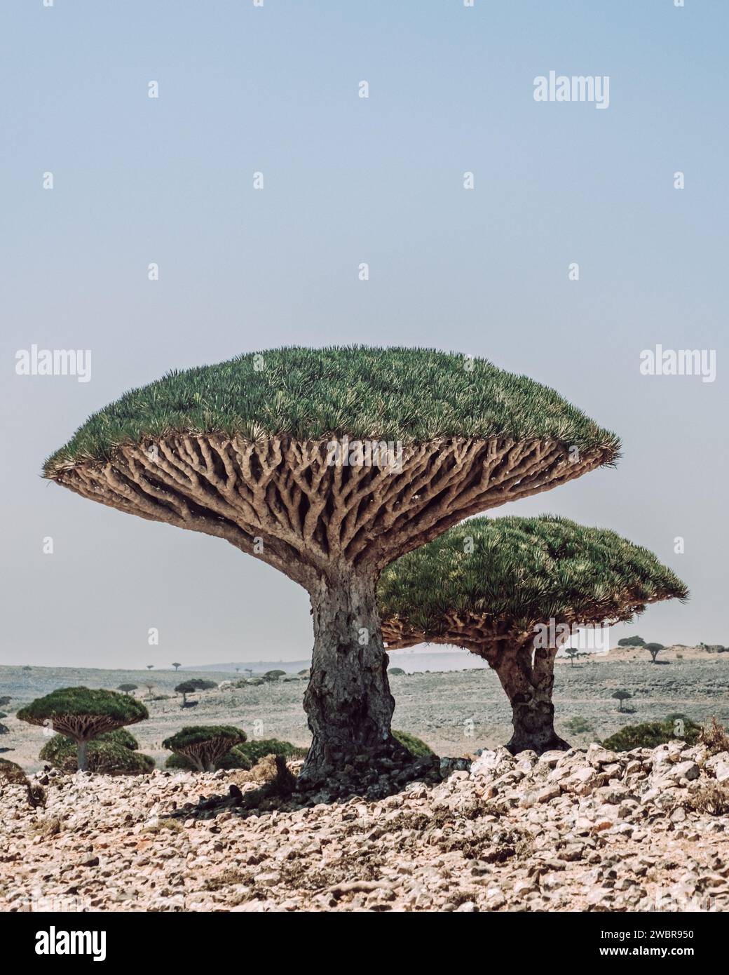Dragonblood trees on Diksam Plateau on Socotra Island, Yemen Stock ...