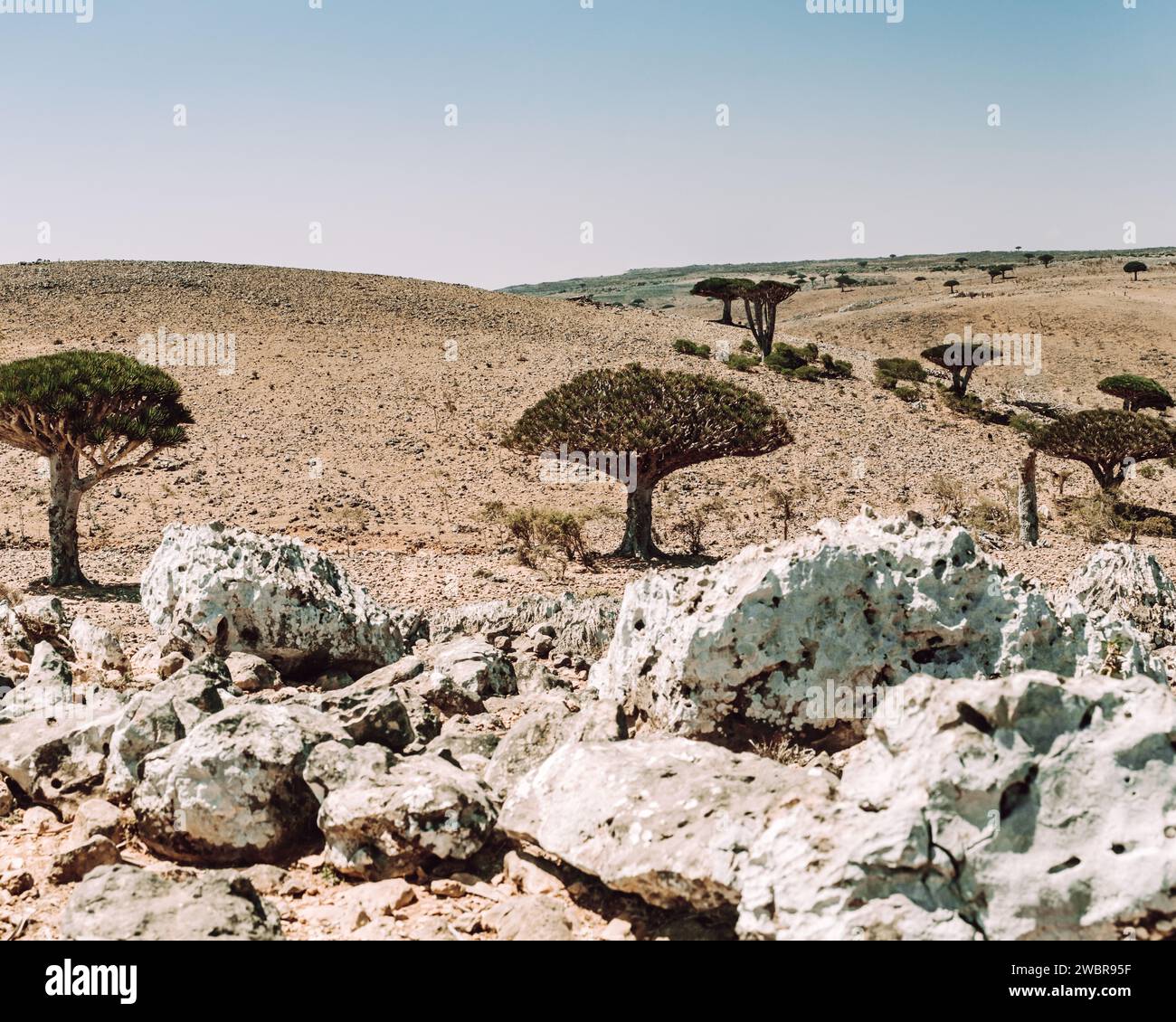 Socotra island plants hi-res stock photography and images - Alamy